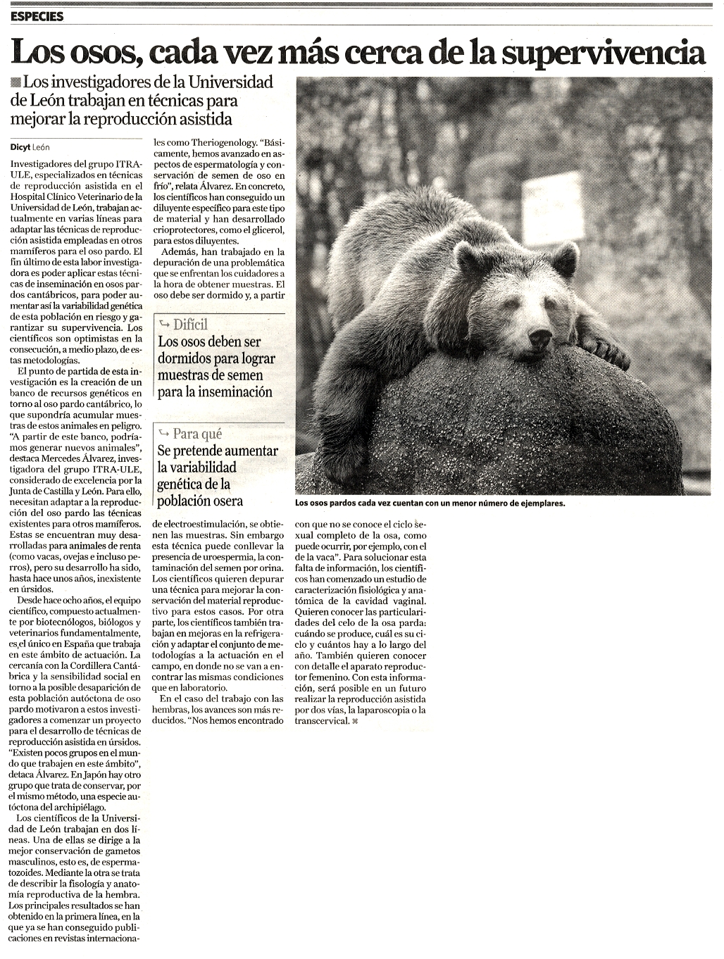 Los osos cada vez más cerca de la supervivencia | Universidad de León