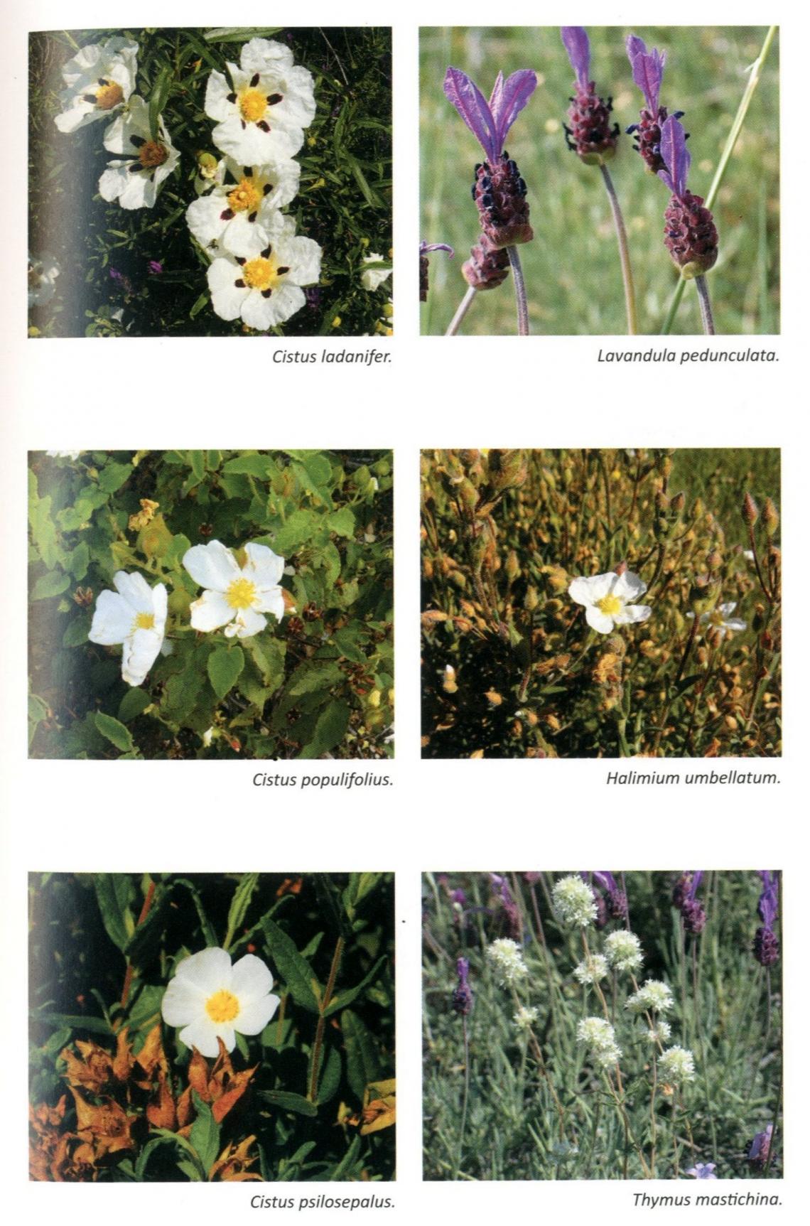 El Área de Publicaciones apadrina una obra sobre la Flora Protegida de ...