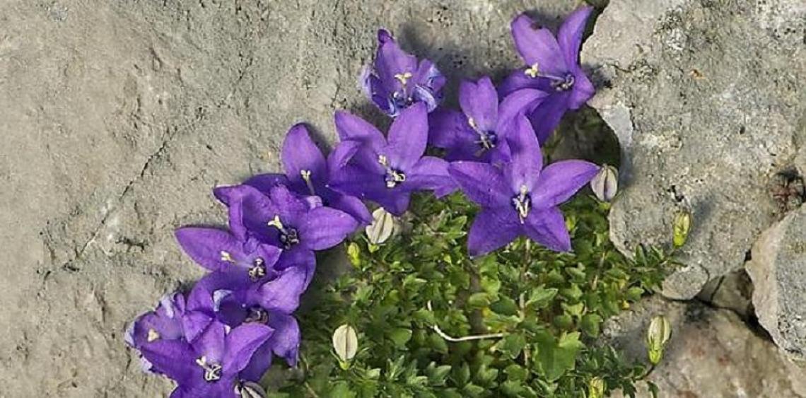 Un curso de verano abordará la conservación de flora y fauna en la ...