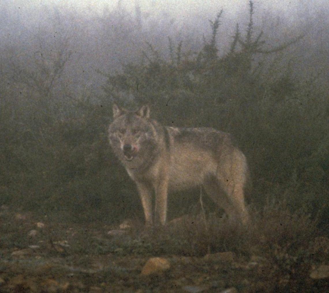 La Facultad de Biológicas ofrecerá mañana una charla sobre la función ...
