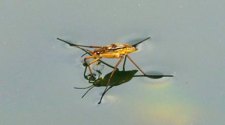 La ULE colabora en la publicación del primer mapa mundial de insectos ...