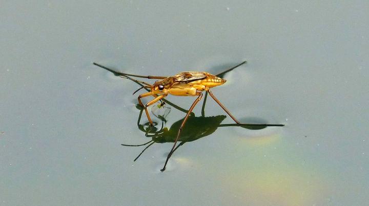 La ULE colabora en la publicación del primer mapa mundial de insectos ...