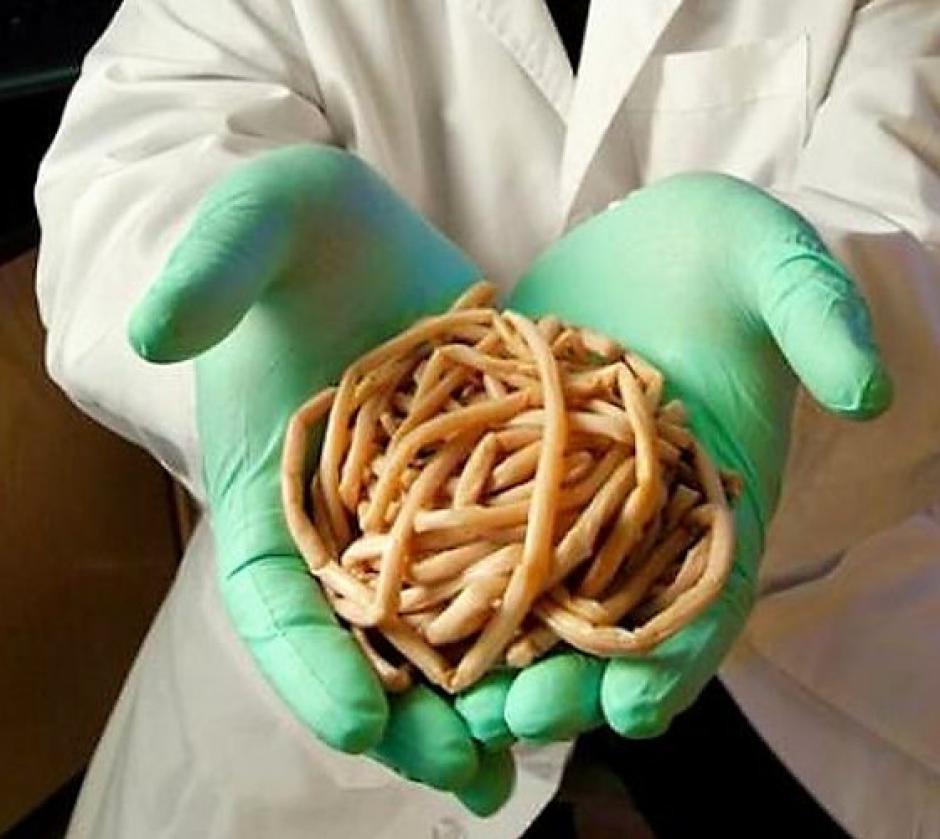 Investigadores de la ULE participan en un proyecto internacional sobre ...