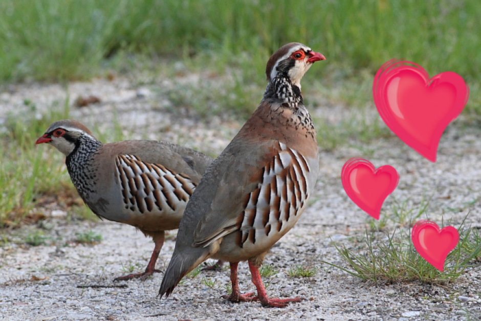 Una investigación de la ULE descubre que las perdices 'felices' son más ...