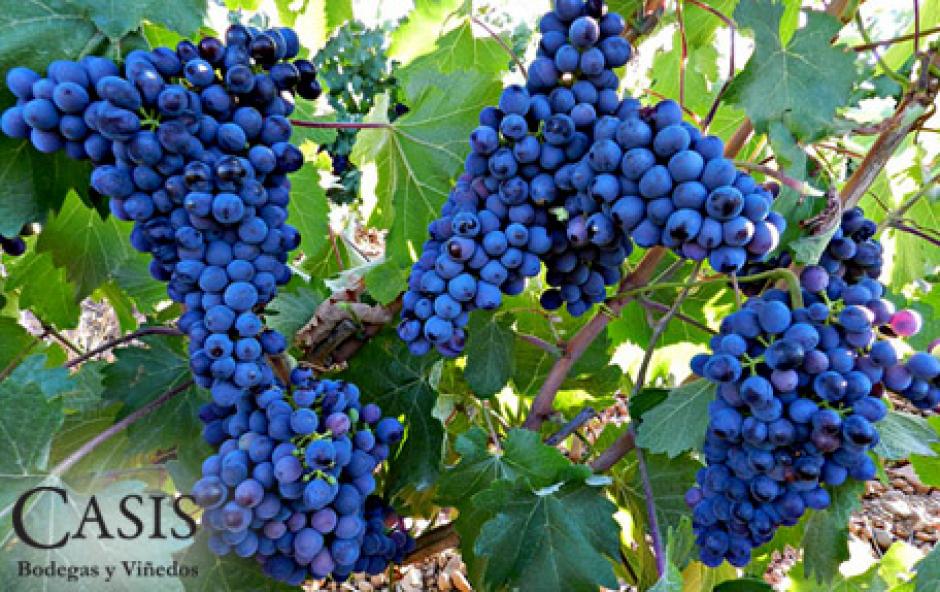 El Instituto del Vino y Bodegas Casis presentan el primer Prieto Picudo ...
