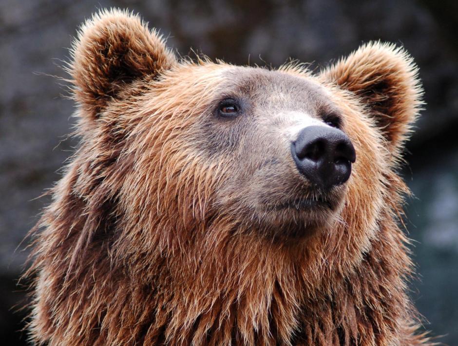 Un curso abordará en la ULE la conservación de oso, lobo y lince ...