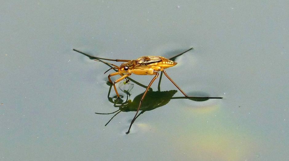 La ULE colabora en la publicación del primer mapa mundial de insectos ...
